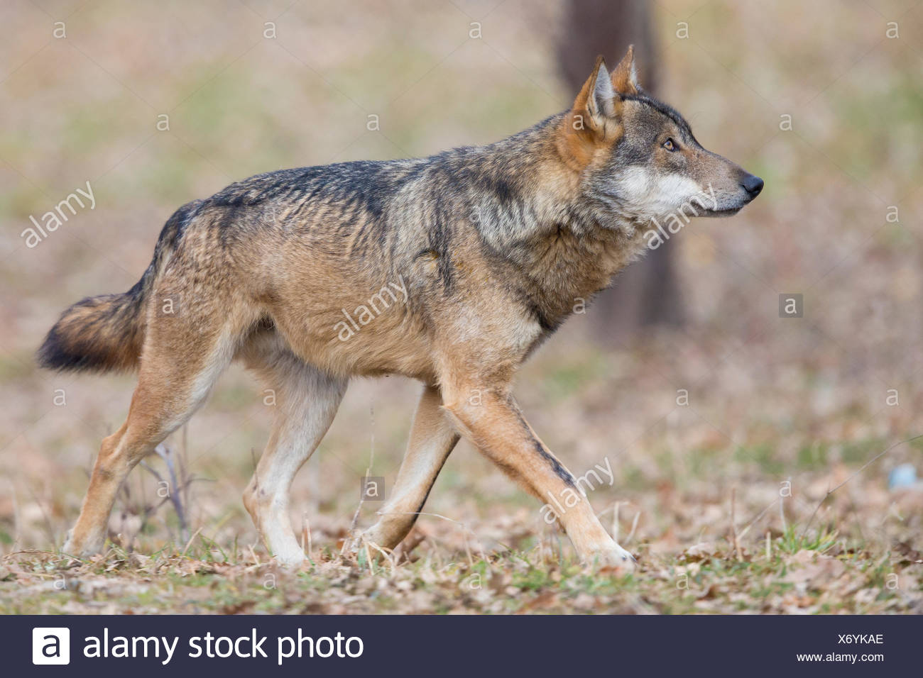 Italian Wolf Canis Lupus Italicus Stock Photos & Italian Wolf Canis ...