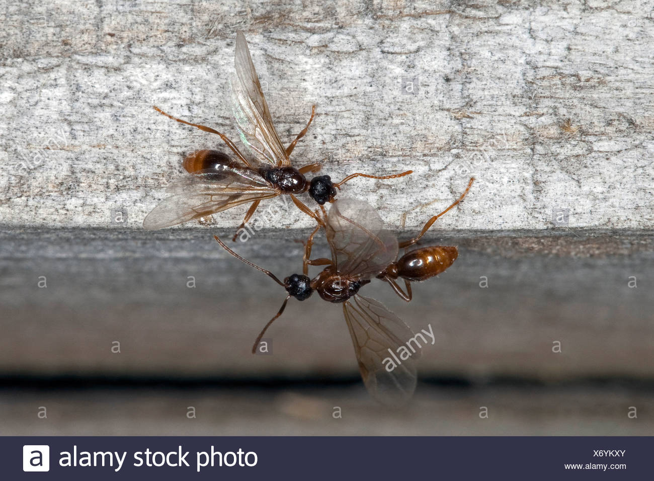 Fire Ant High Resolution Stock Photography and Images - Alamy