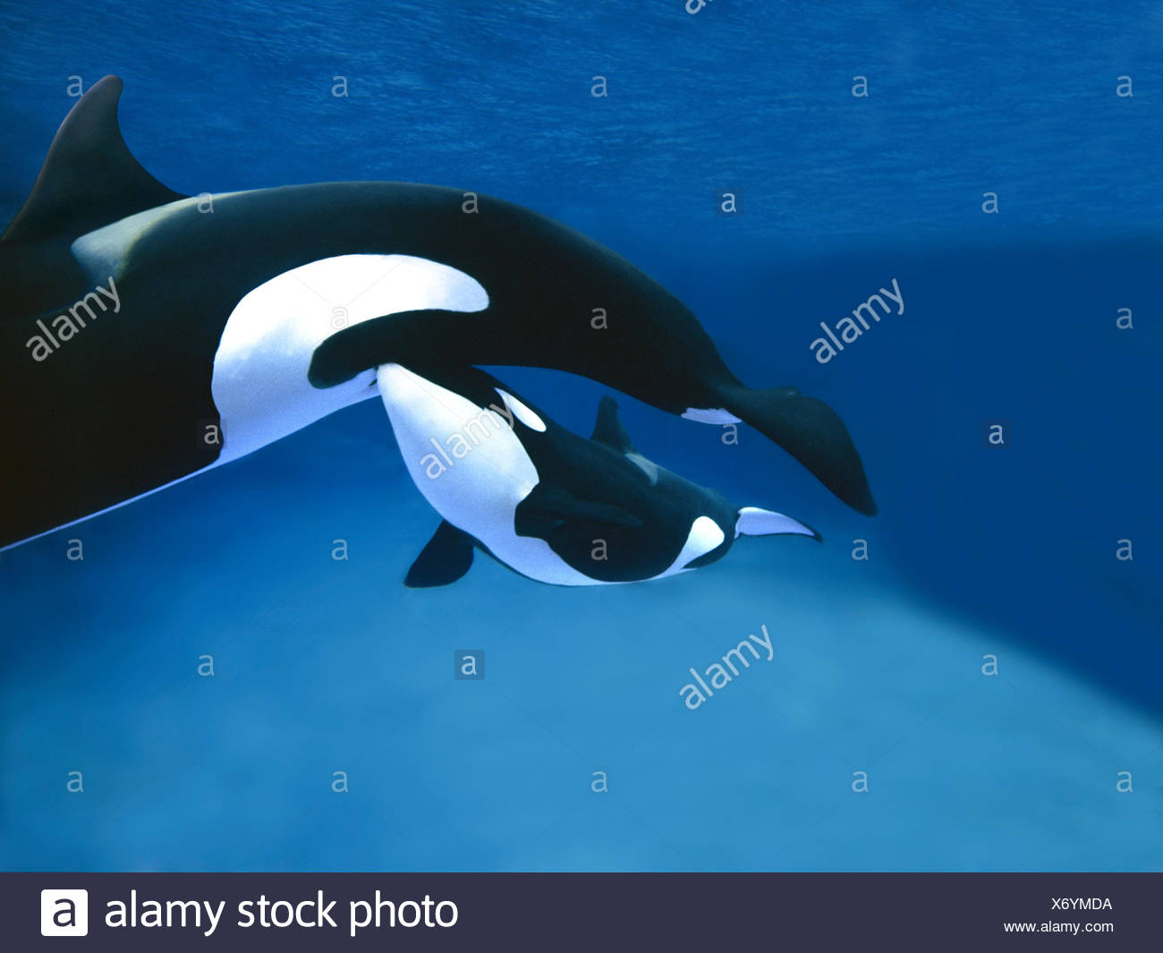 Orca Underwater Calf High Resolution Stock Photography and Images - Alamy