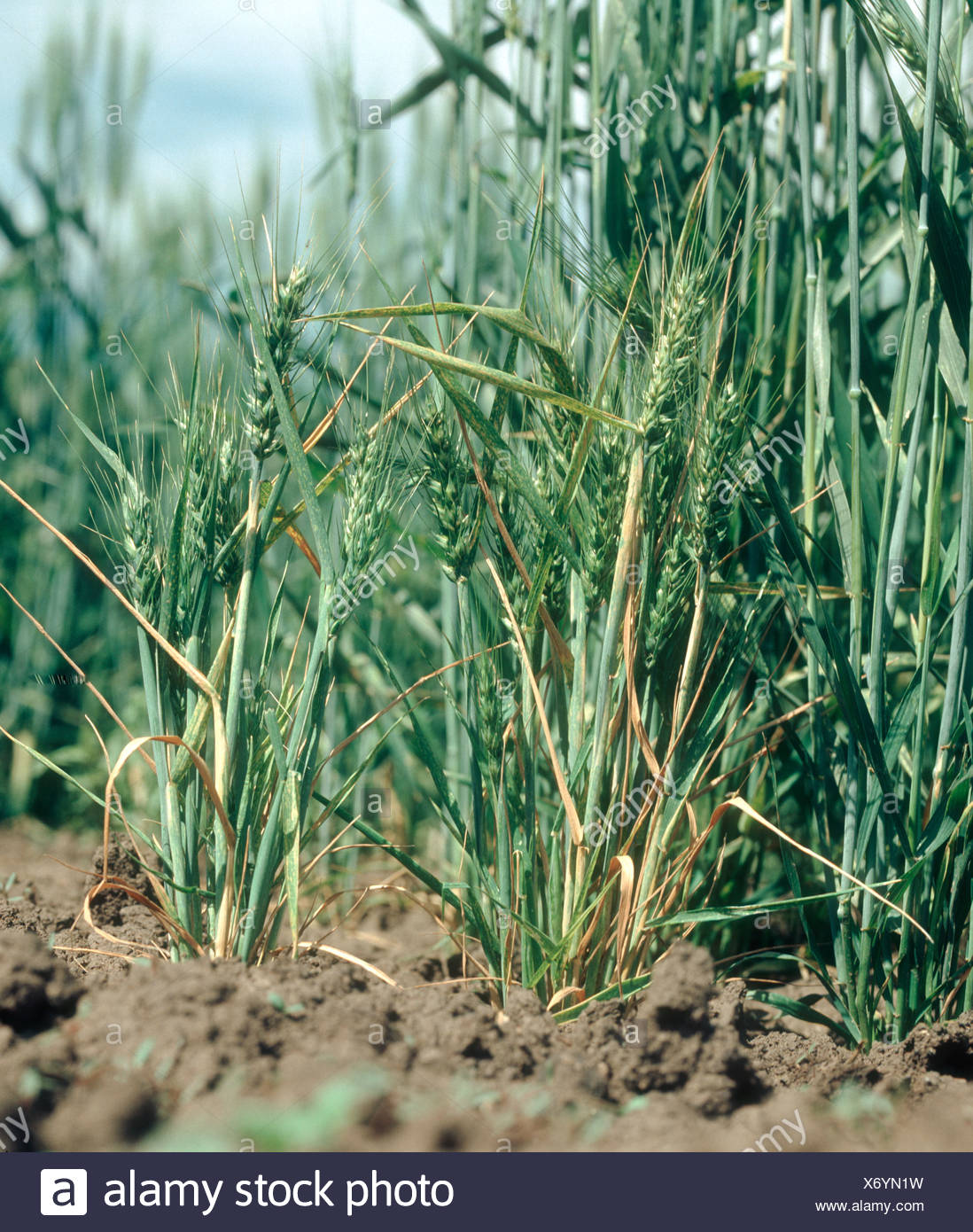 Tilletia High Resolution Stock Photography and Images - Alamy