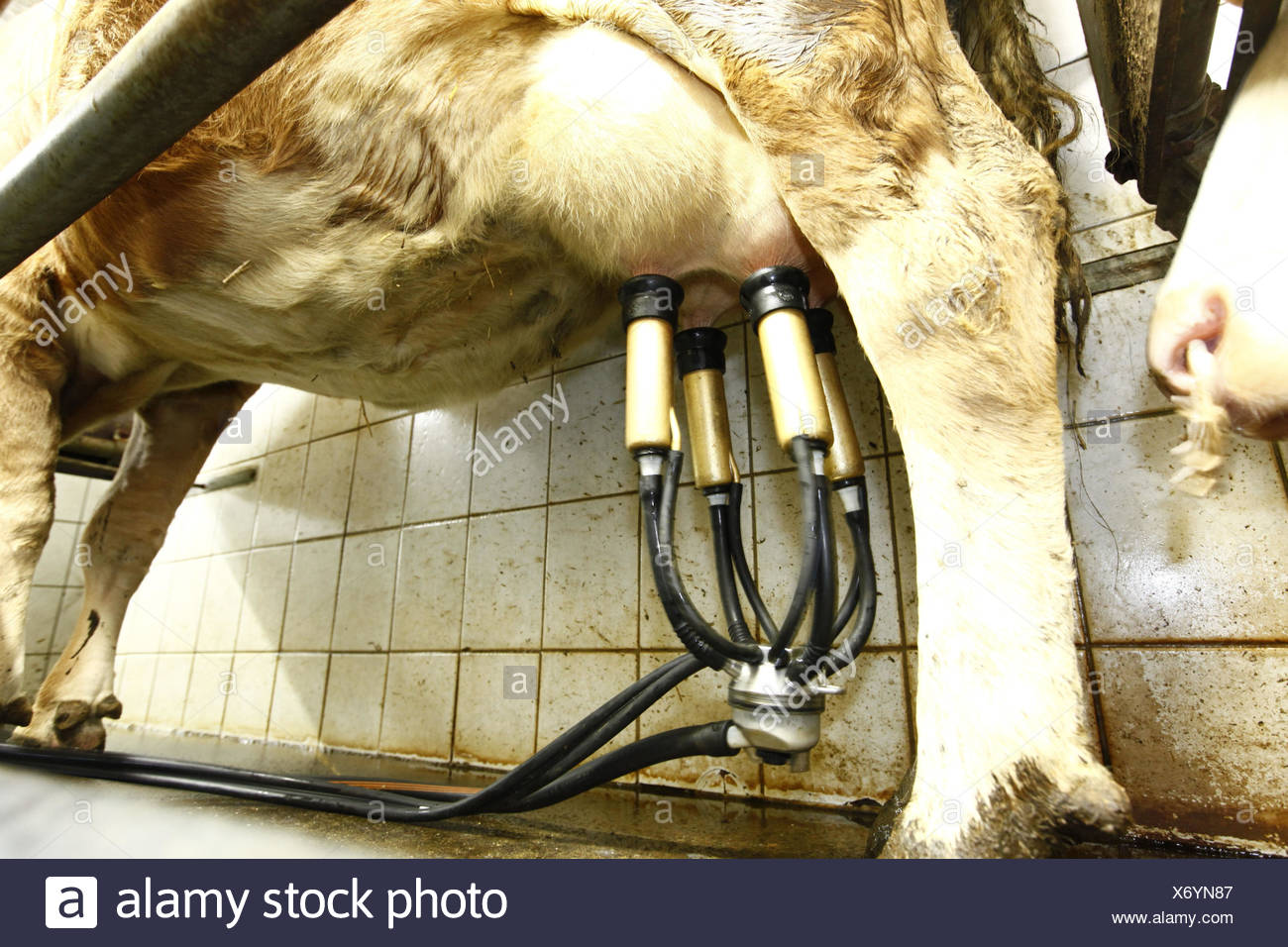 Milking Machine Cow High Resolution Stock Photography and Images - Alamy