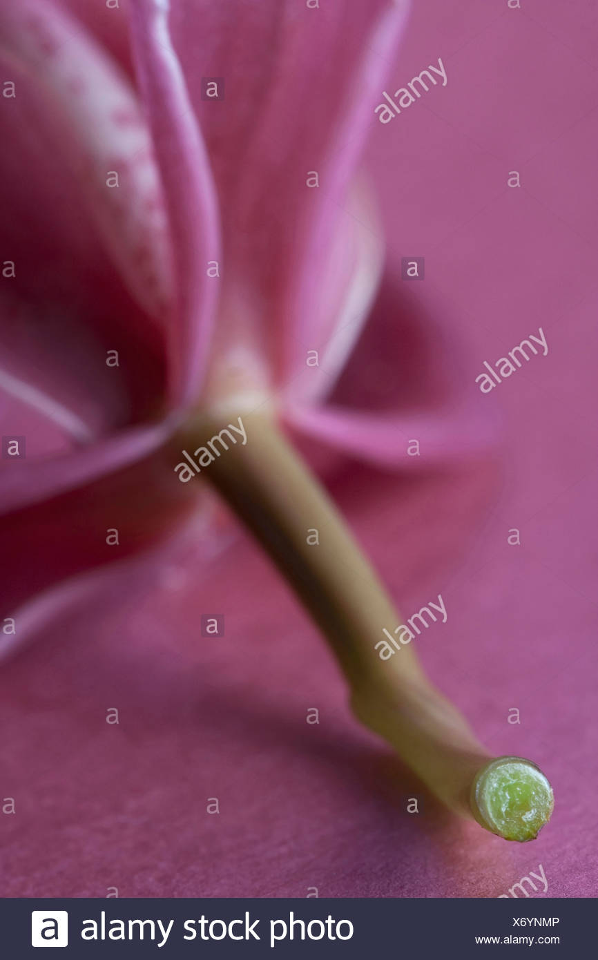 Lily Cut Flower High Resolution Stock Photography and Images - Alamy
