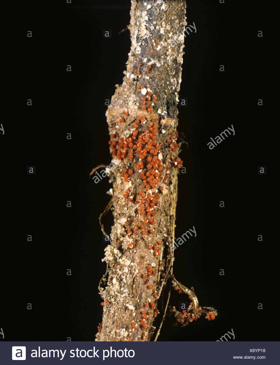 Perithecia Stock Photos & Perithecia Stock Images - Alamy