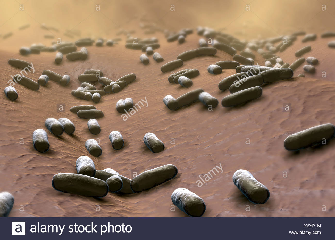Bacillus Cereus Bacteria Illustration High Resolution Stock Photography ...