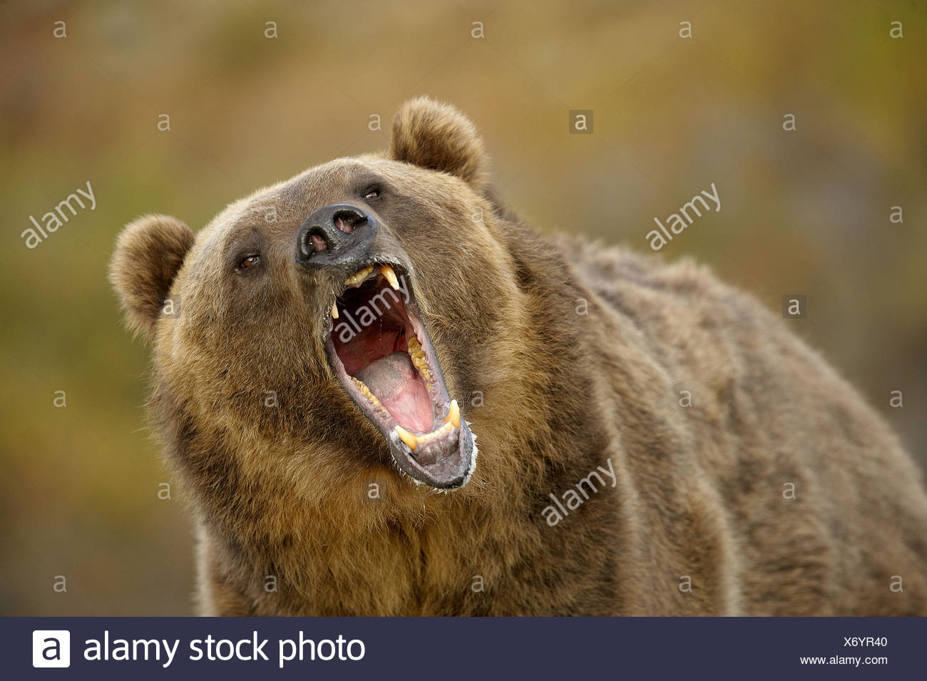 Grizzly Bear Ursus Captive Snarling High Resolution Stock Photography ...