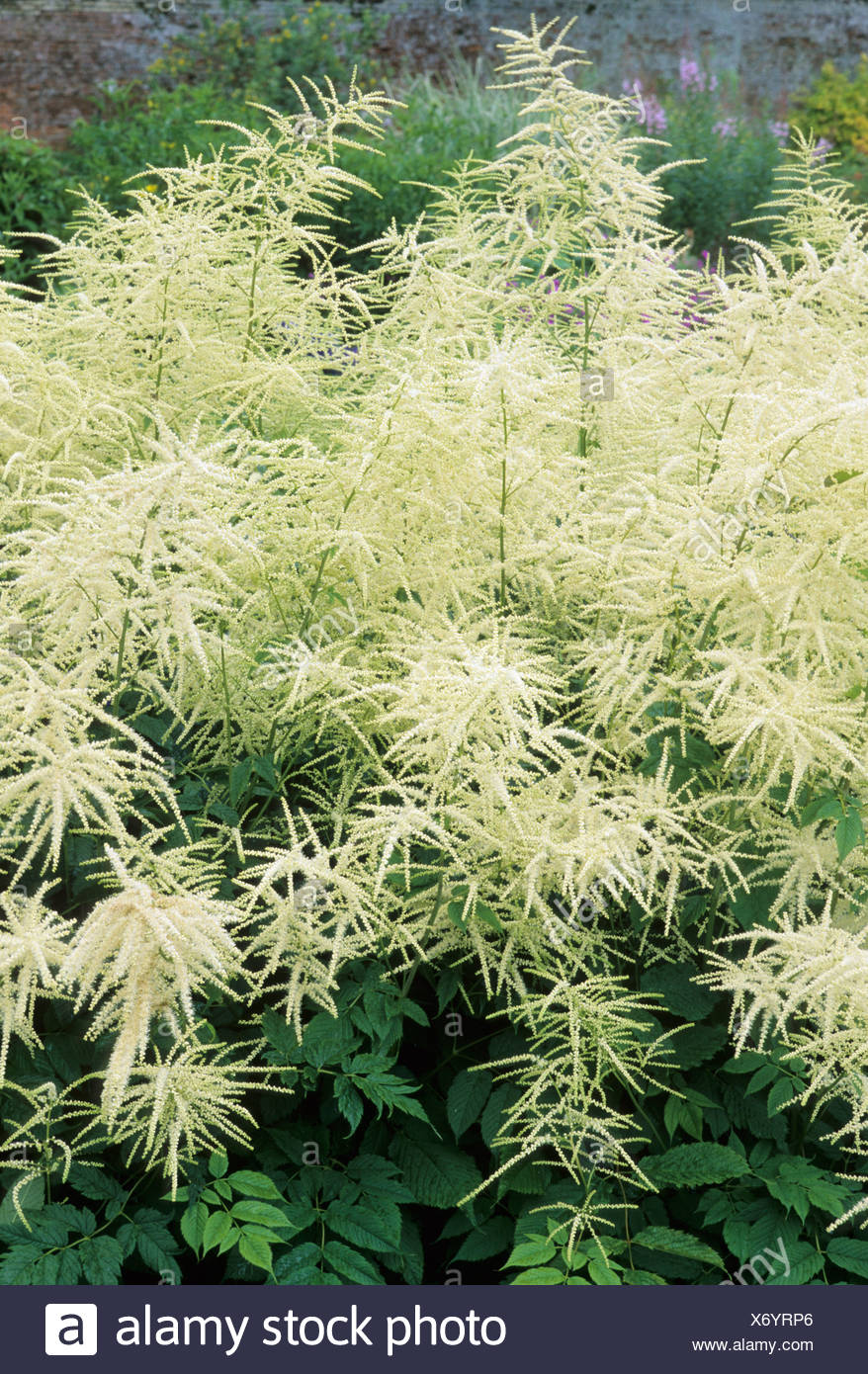 Aruncus Sylvestris High Resolution Stock Photography and Images - Alamy