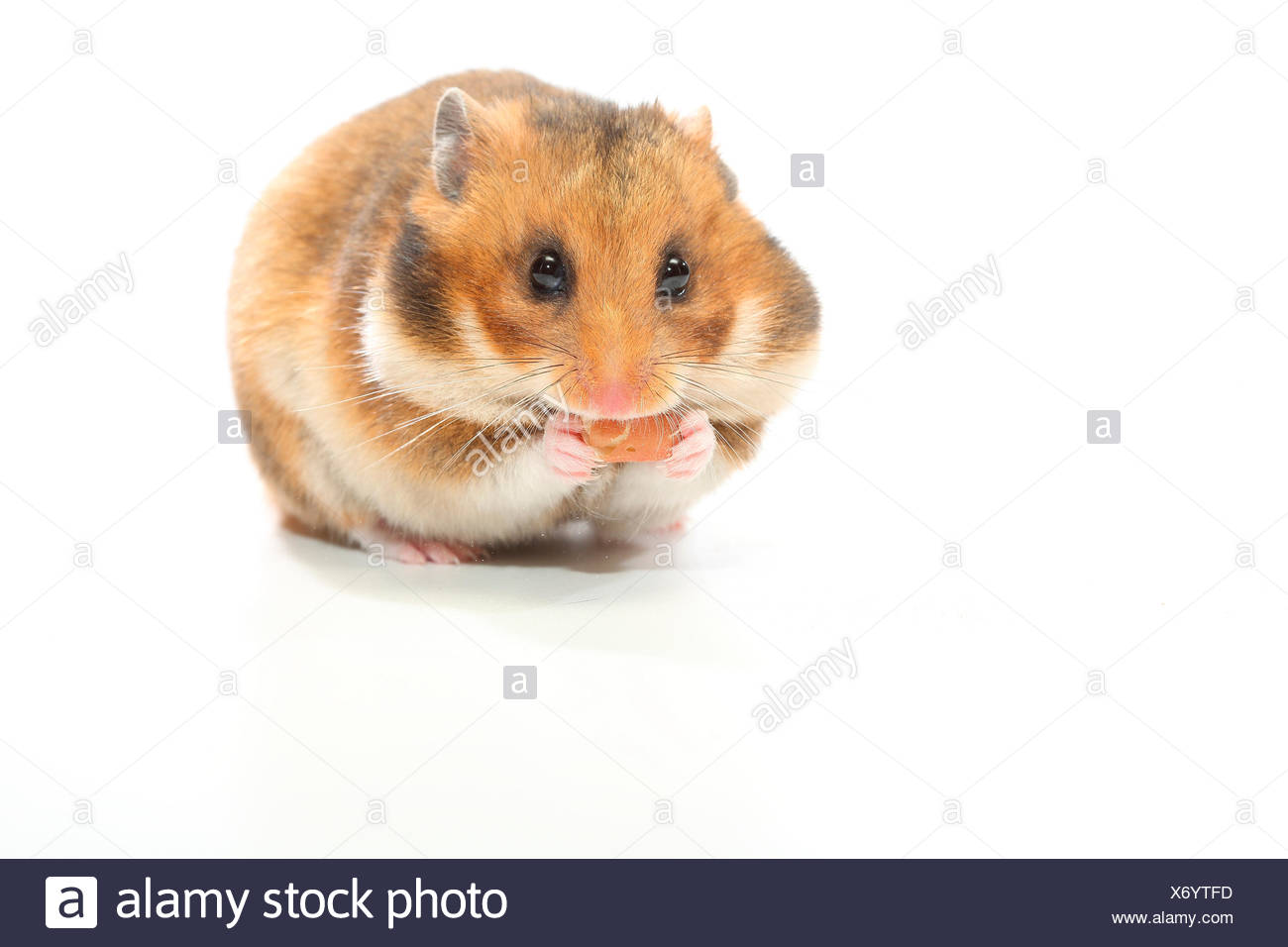 Hamster Food Cheeks High Resolution Stock Photography and Images - Alamy