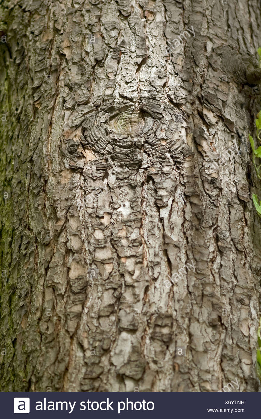 Eastern Hemlock Tree High Resolution Stock Photography and Images - Alamy