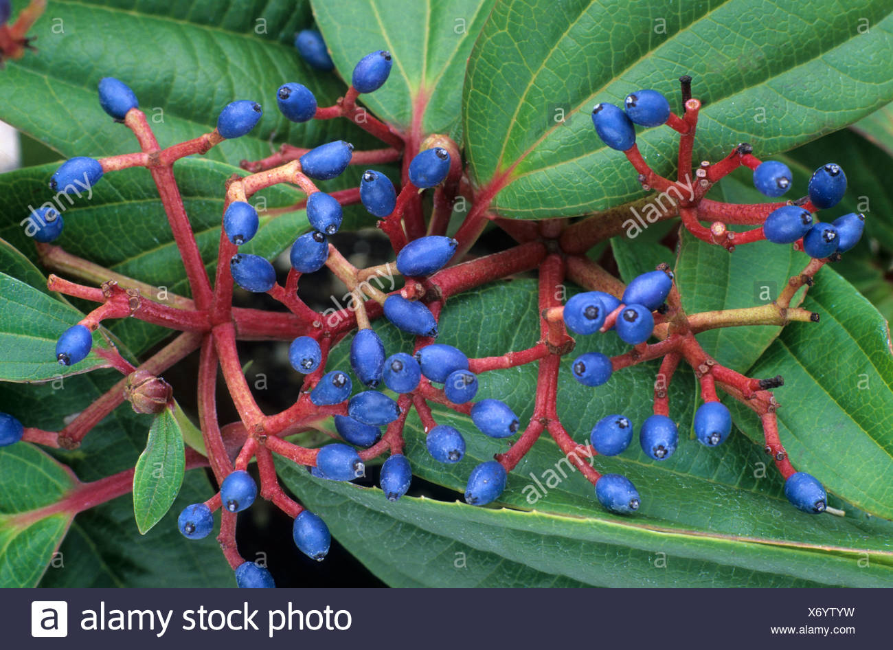 Viburnum Davidii Blue Berries Winter High Resolution Stock Photography ...