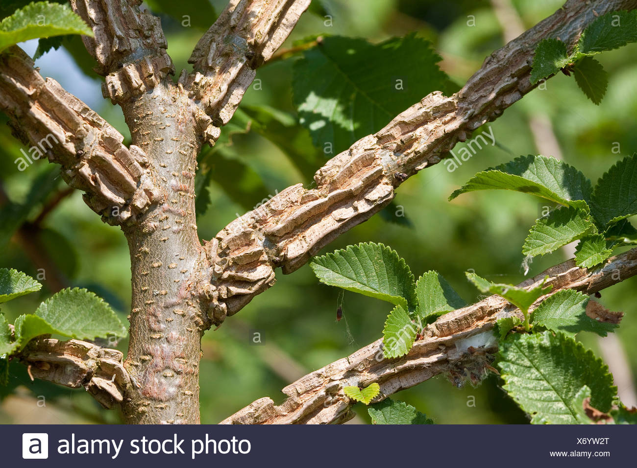Field Elms Stock Photos & Field Elms Stock Images - Alamy