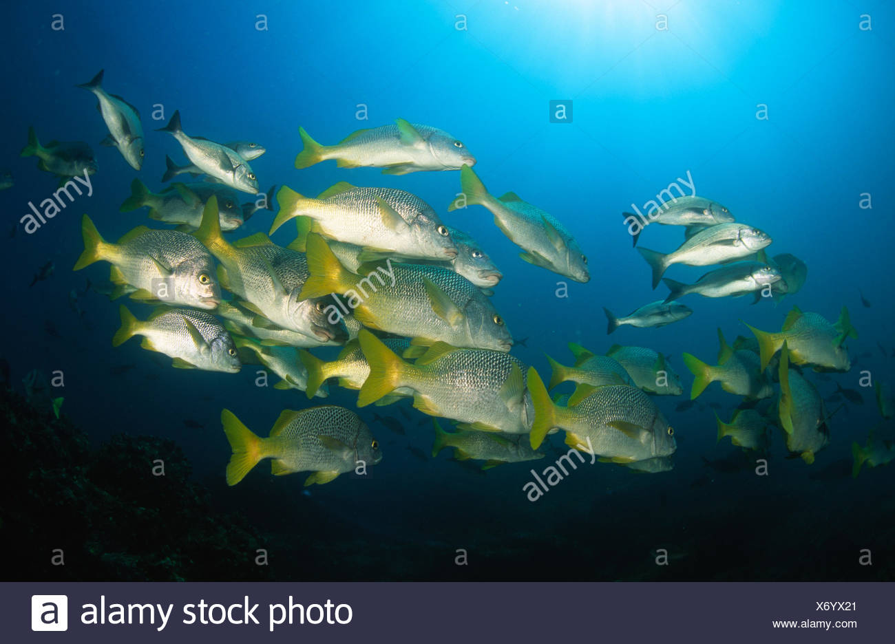 Schnapper High Resolution Stock Photography and Images - Alamy