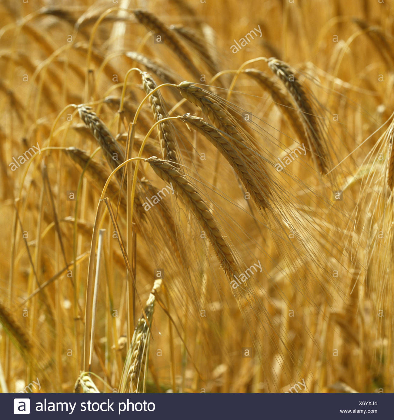 2 Row Barley High Resolution Stock Photography and Images - Alamy
