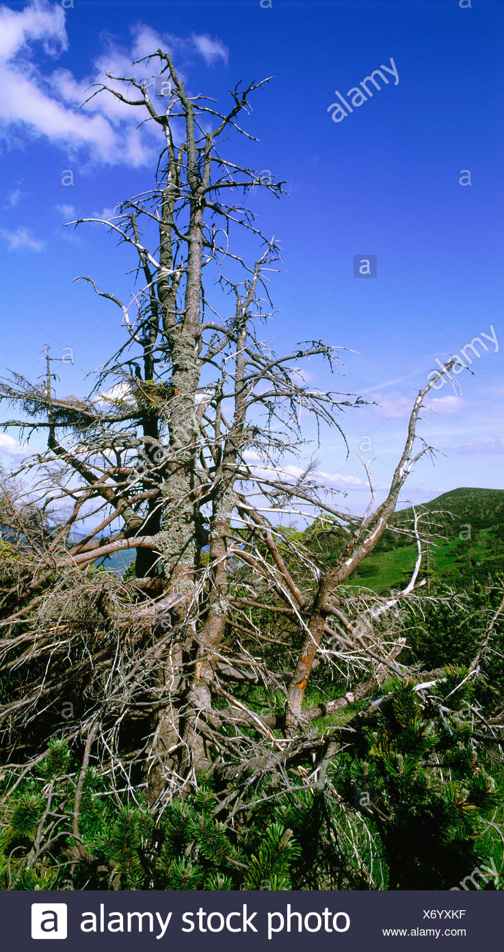 Dead Norway Spruce High Resolution Stock Photography and Images - Alamy