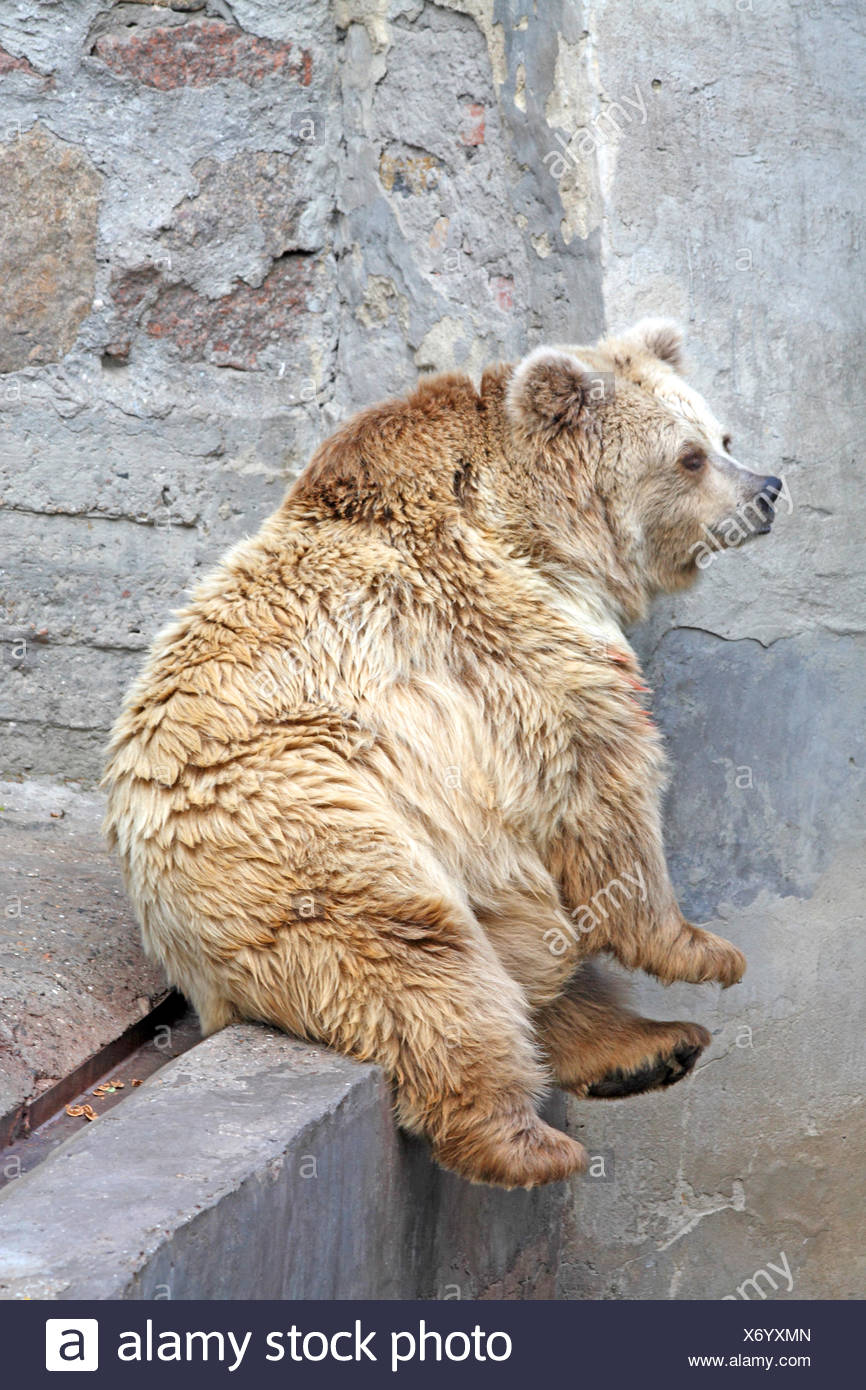 Sitting Bear High Resolution Stock Photography and Images - Alamy