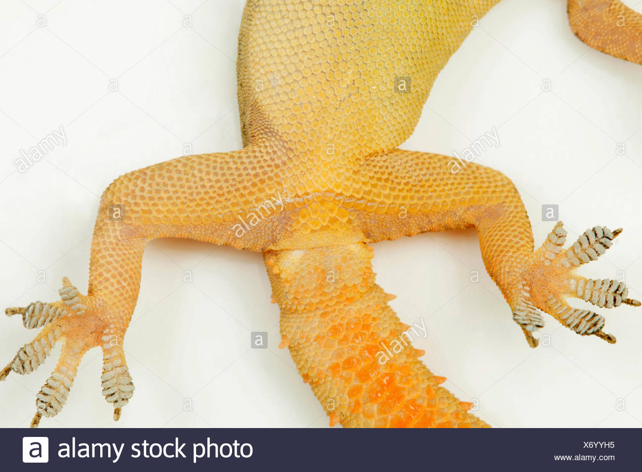 Common House Gecko High Resolution Stock Photography and Images - Alamy