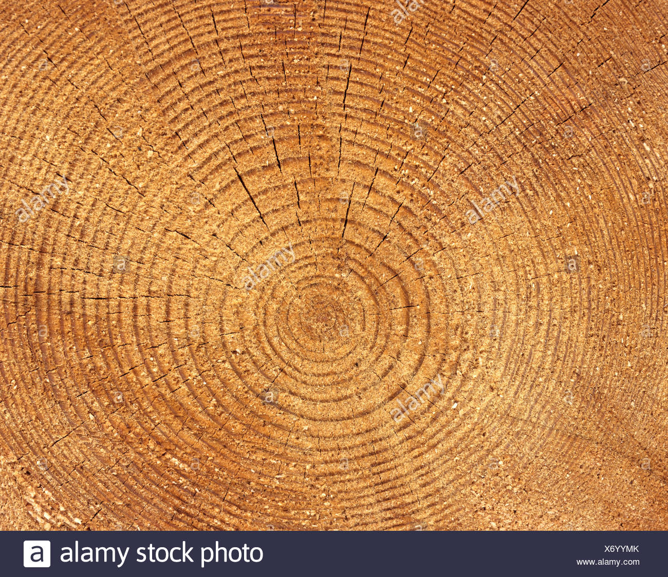 Cross Section Of Timber High Resolution Stock Photography and Images ...