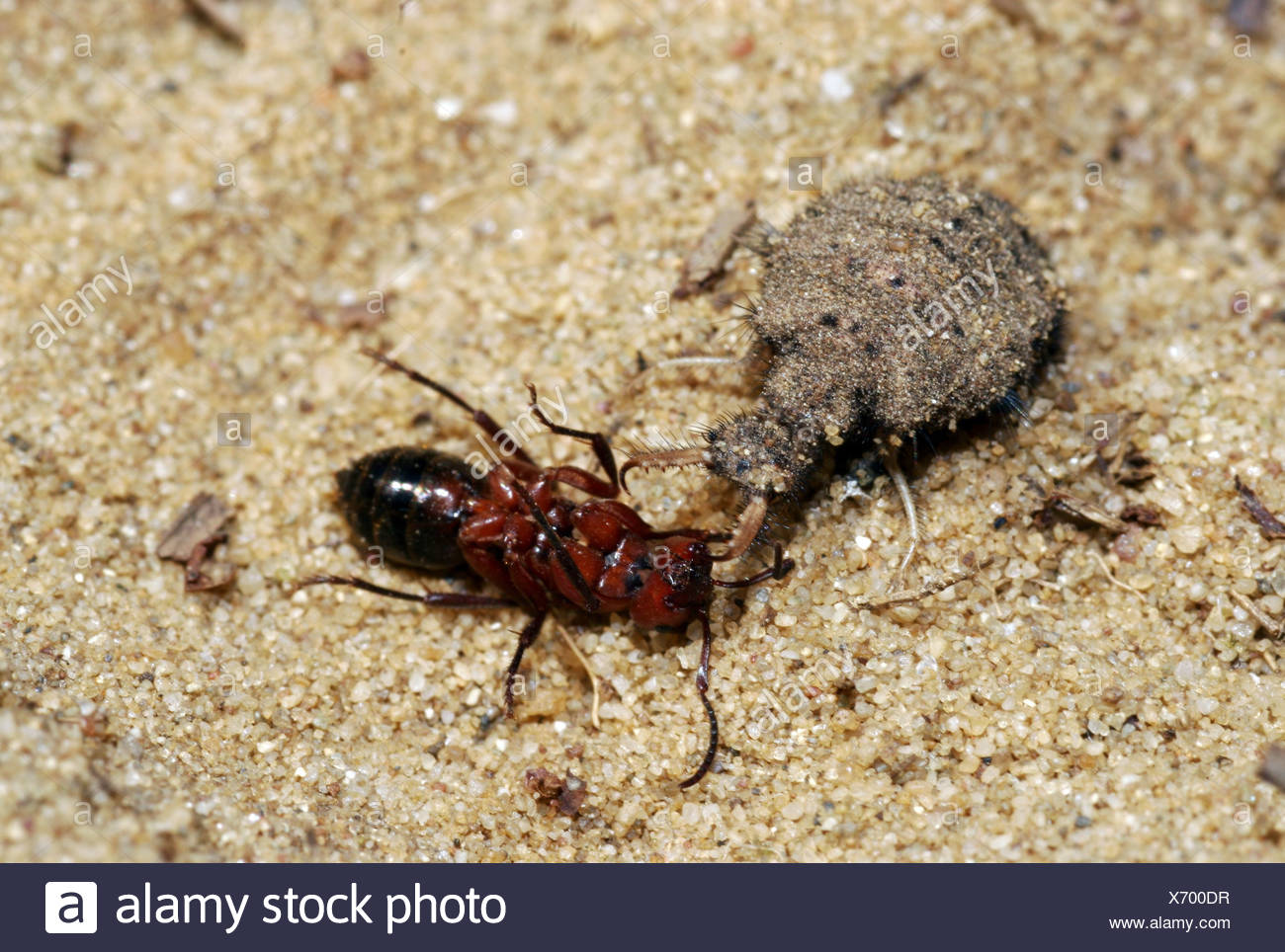 Antlion Larva High Resolution Stock Photography and Images - Alamy