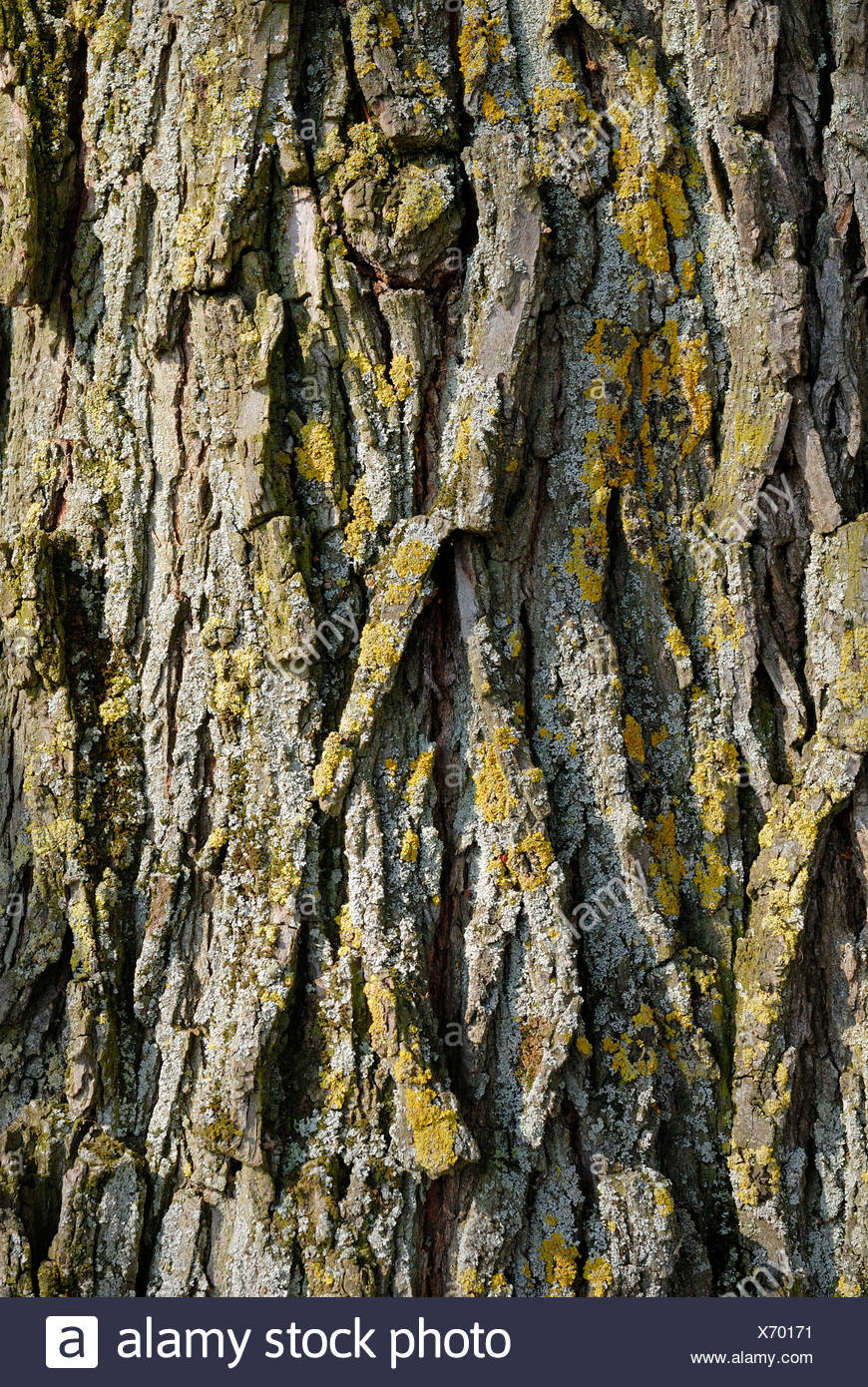 Elm Tree Bark Stock Photos & Elm Tree Bark Stock Images - Alamy