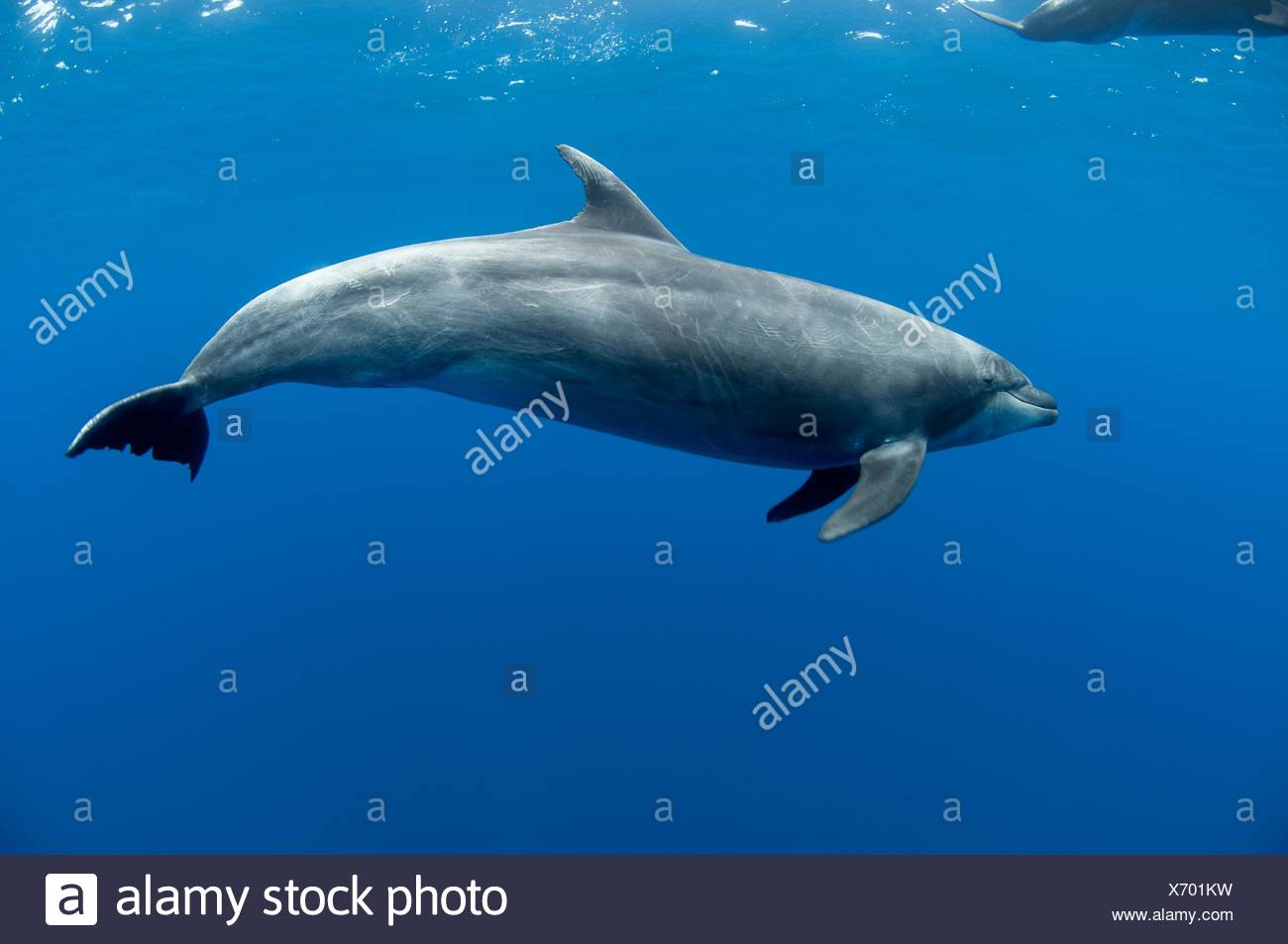 Dolphin Side View High Resolution Stock Photography and Images - Alamy