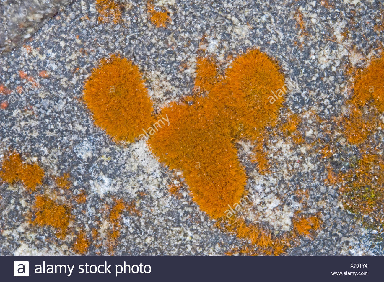 Algae Chlorophyta High Resolution Stock Photography and Images - Alamy