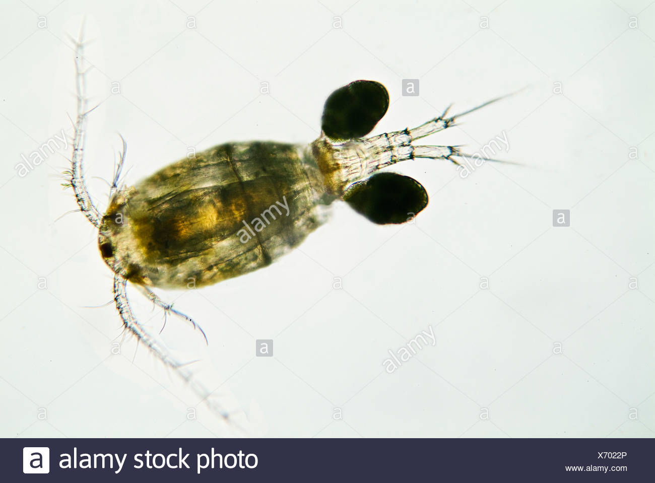 Cyclops Copepod Stock Photos & Cyclops Copepod Stock Images - Alamy