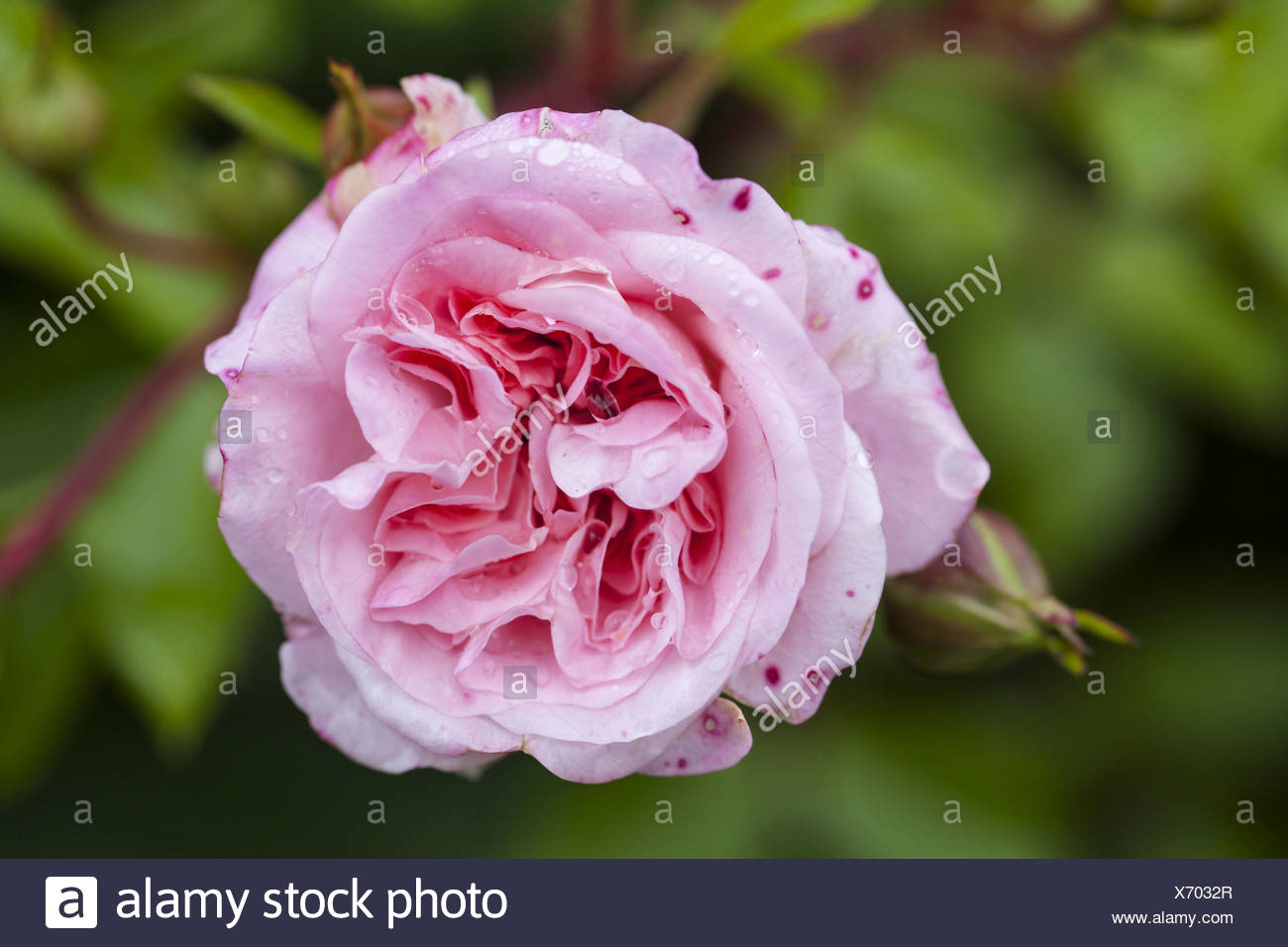 Gartenrose Stock Photos & Gartenrose Stock Images - Alamy
