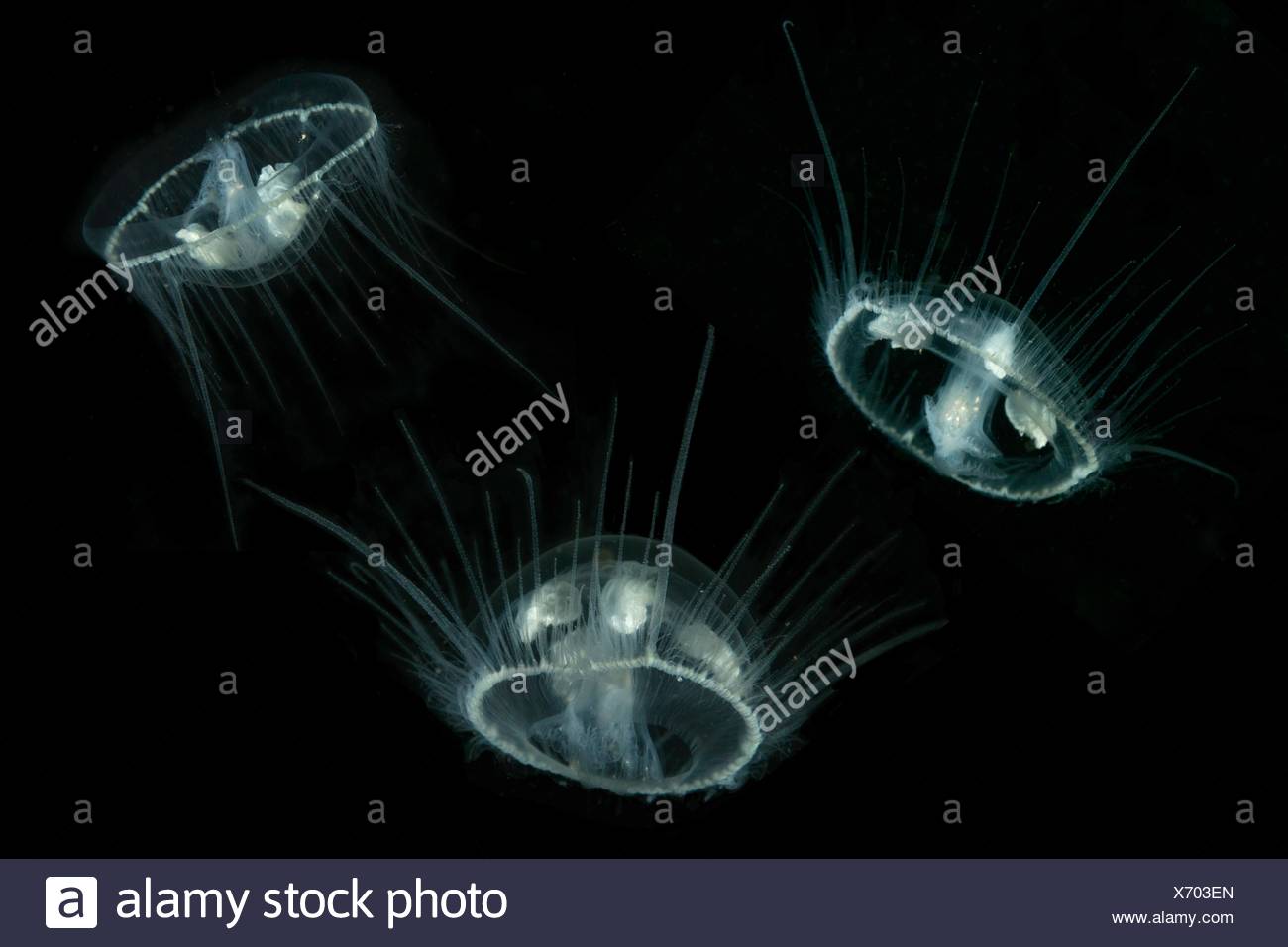 Craspedacusta Stock Photos & Craspedacusta Stock Images - Alamy