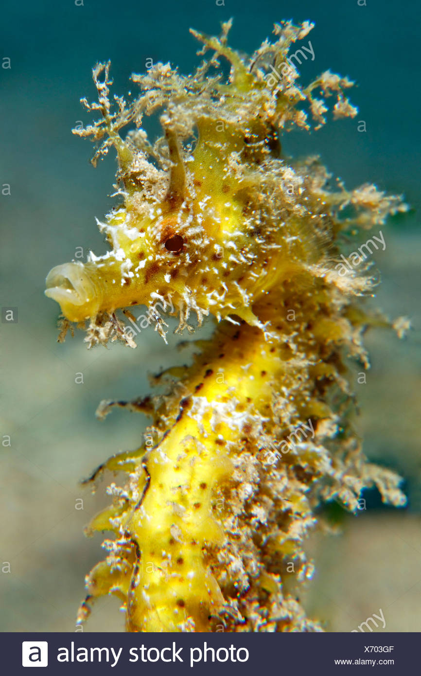 Long Snouted Seahorse High Resolution Stock Photography and Images - Alamy