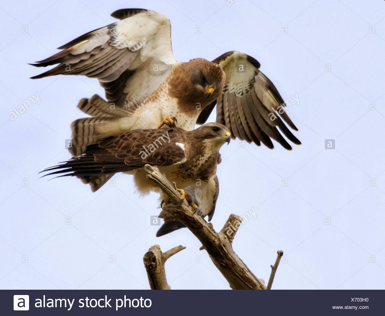 Female Mating High Resolution Stock Photography and Images - Alamy