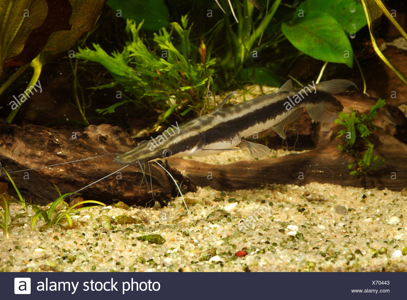 Armoured Catfish High Resolution Stock Photography and Images - Alamy