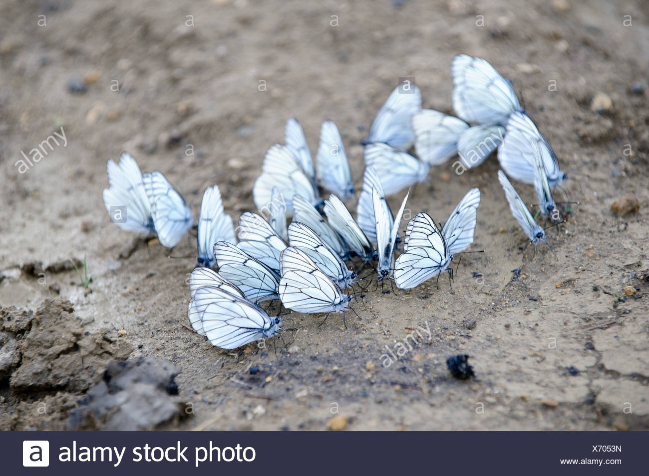 Butterflies Group High Resolution Stock Photography and Images - Alamy