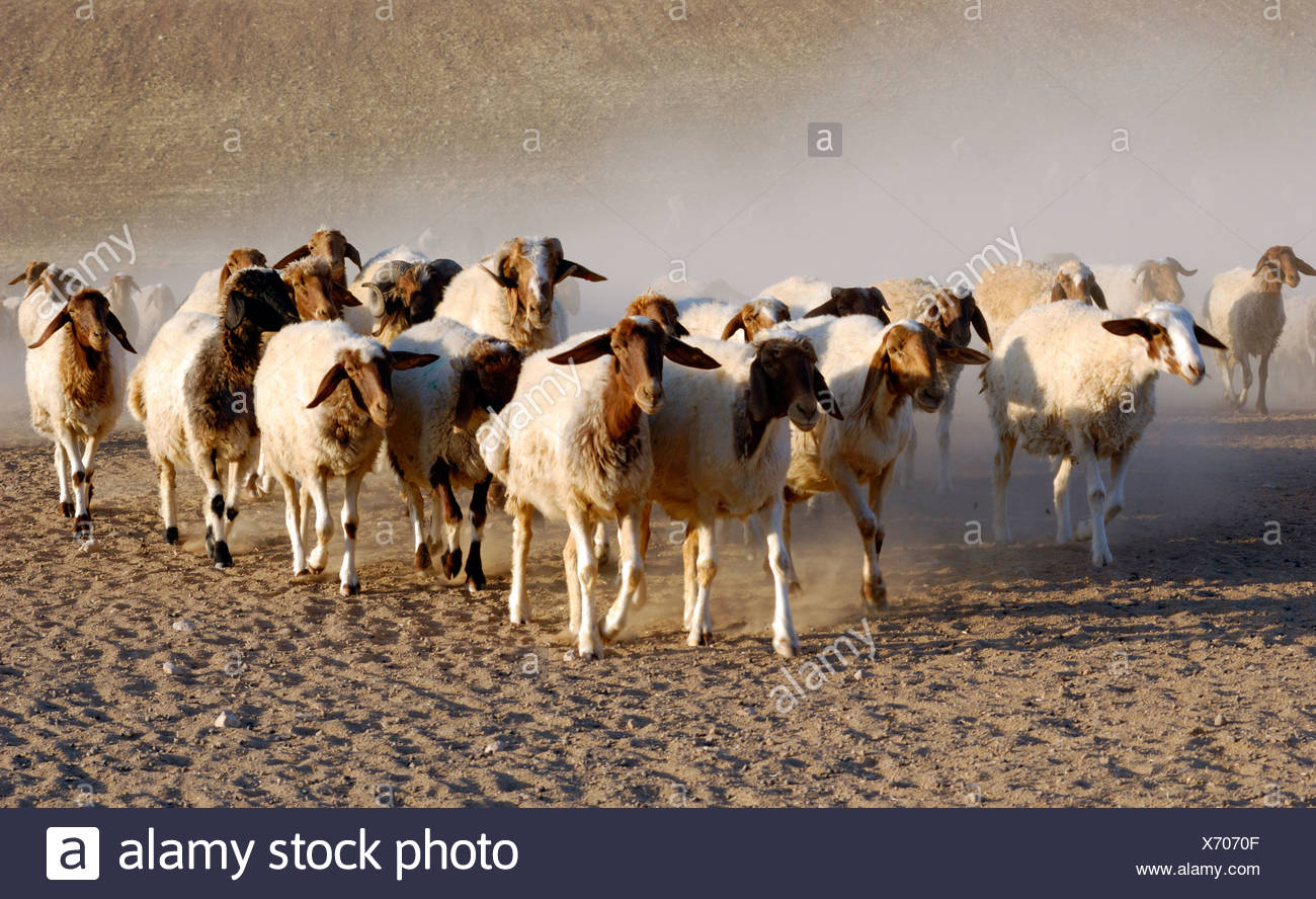 Israel Shepherd With His Flock High Resolution Stock Photography and ...