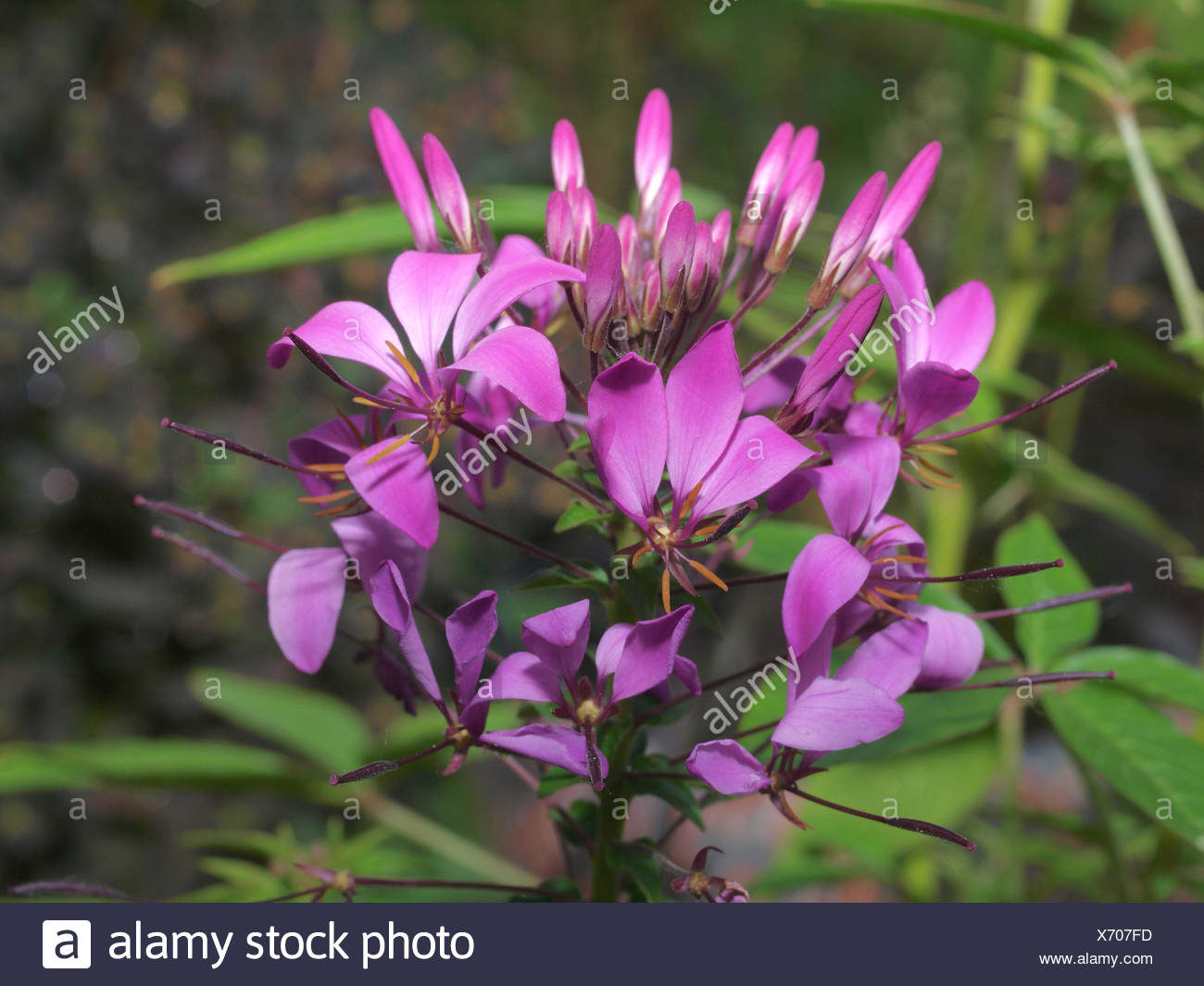 Green Spider Flower High Resolution Stock Photography and Images - Alamy