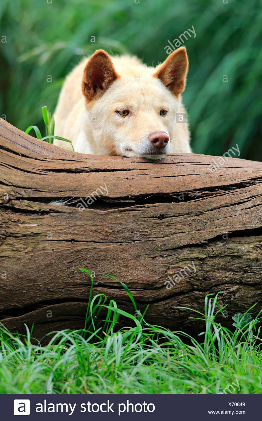 Dingo Portrait Australia High Resolution Stock Photography and Images ...
