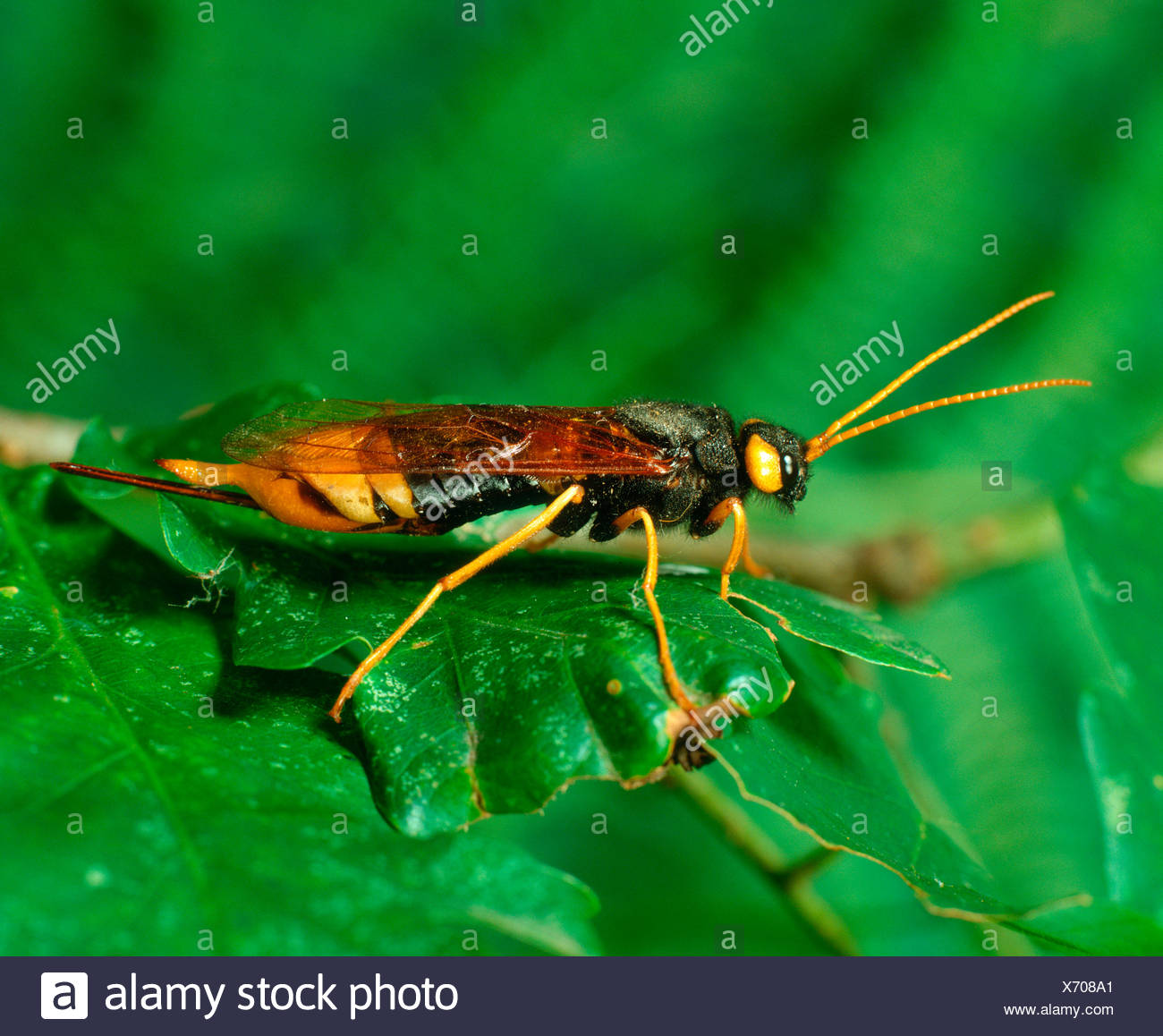 Giant Horntail Stock Photos & Giant Horntail Stock Images - Alamy