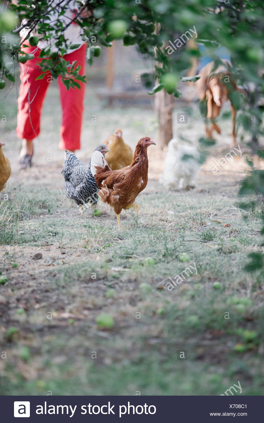Chicken Tree High Resolution Stock Photography and Images - Alamy