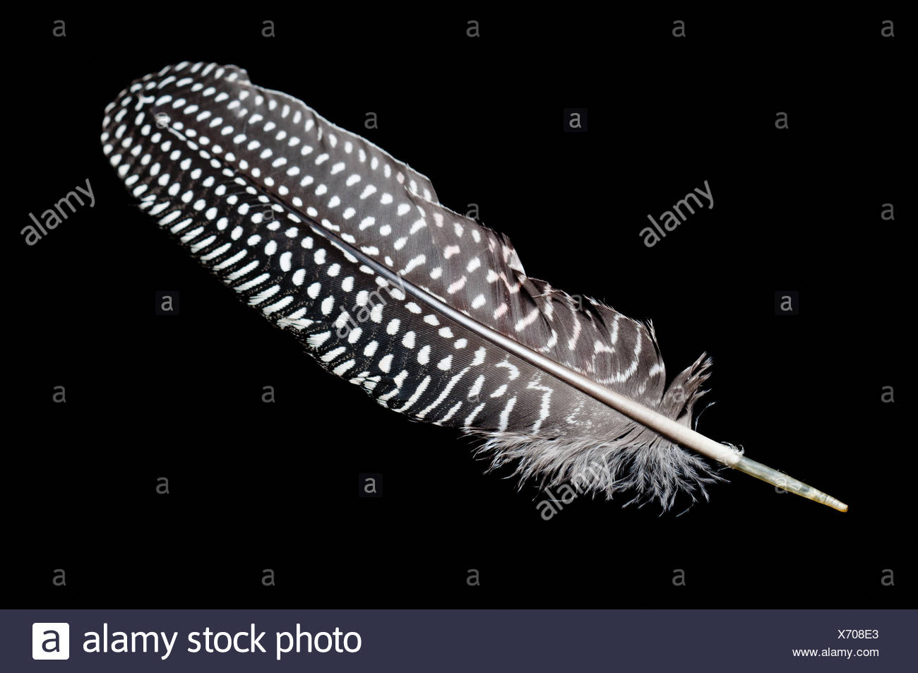 Black Feather With White Dots High Resolution Stock Photography and ...