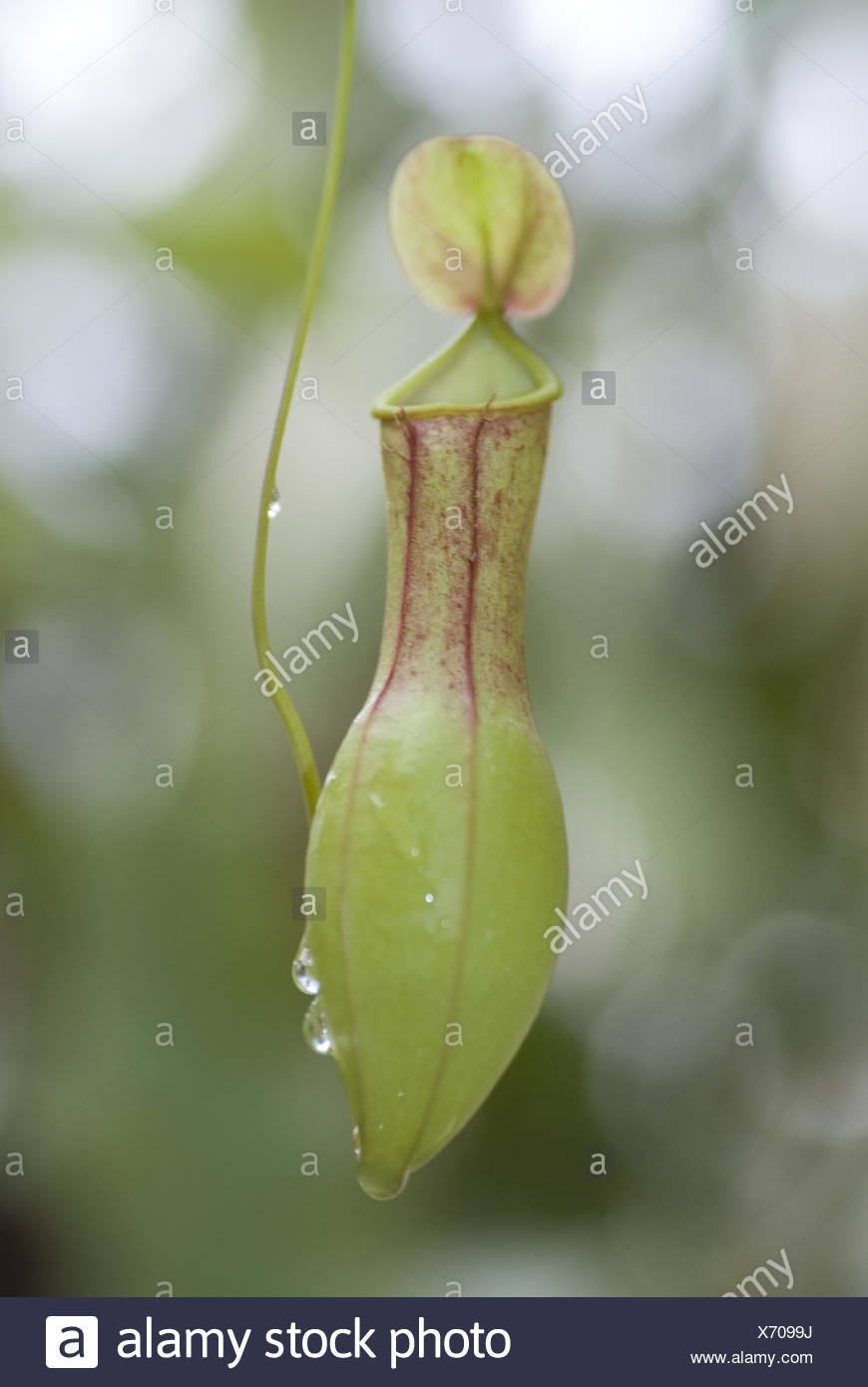 Nepenthes Pitcher Plant Nepenthes Alata High Resolution Stock ...