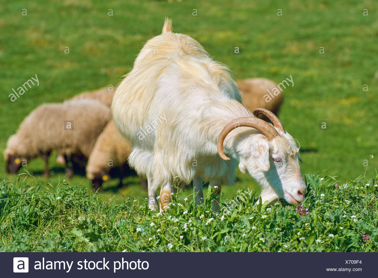 She Goat High Resolution Stock Photography and Images - Alamy