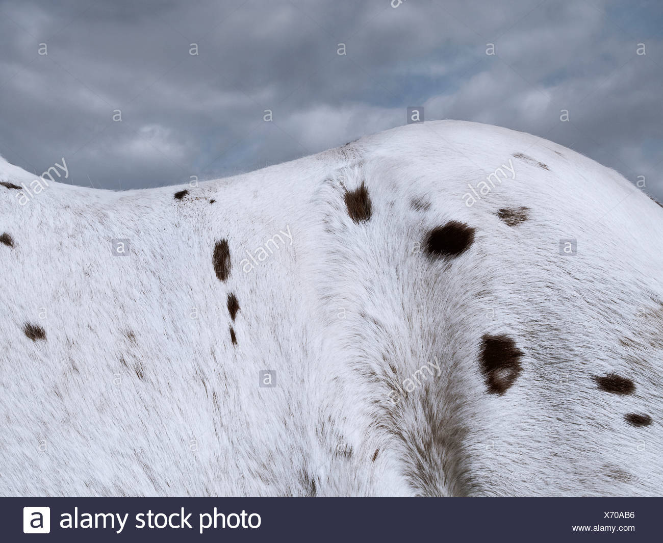 Animal Patterns High Resolution Stock Photography and Images - Alamy