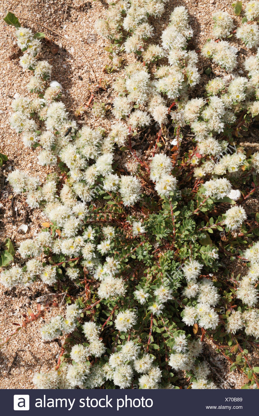 Paronychia Stock Photos & Paronychia Stock Images - Alamy