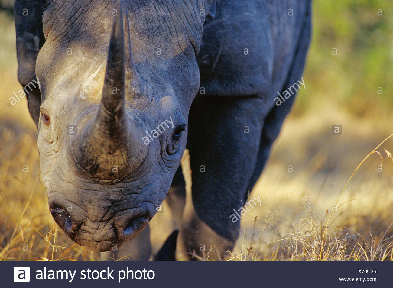 Black Rhinoceros Running Stock Photos & Black Rhinoceros Running Stock ...