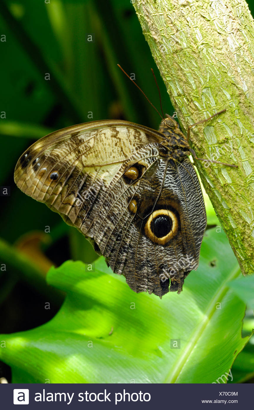 Owlet Butterfly Stock Photos & Owlet Butterfly Stock Images - Alamy