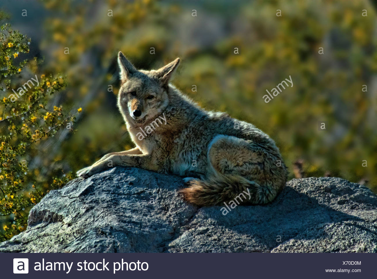 Arizona Coyote Animal High Resolution Stock Photography and Images - Alamy