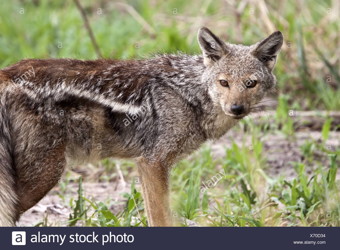 Jackal Head High Resolution Stock Photography and Images - Alamy
