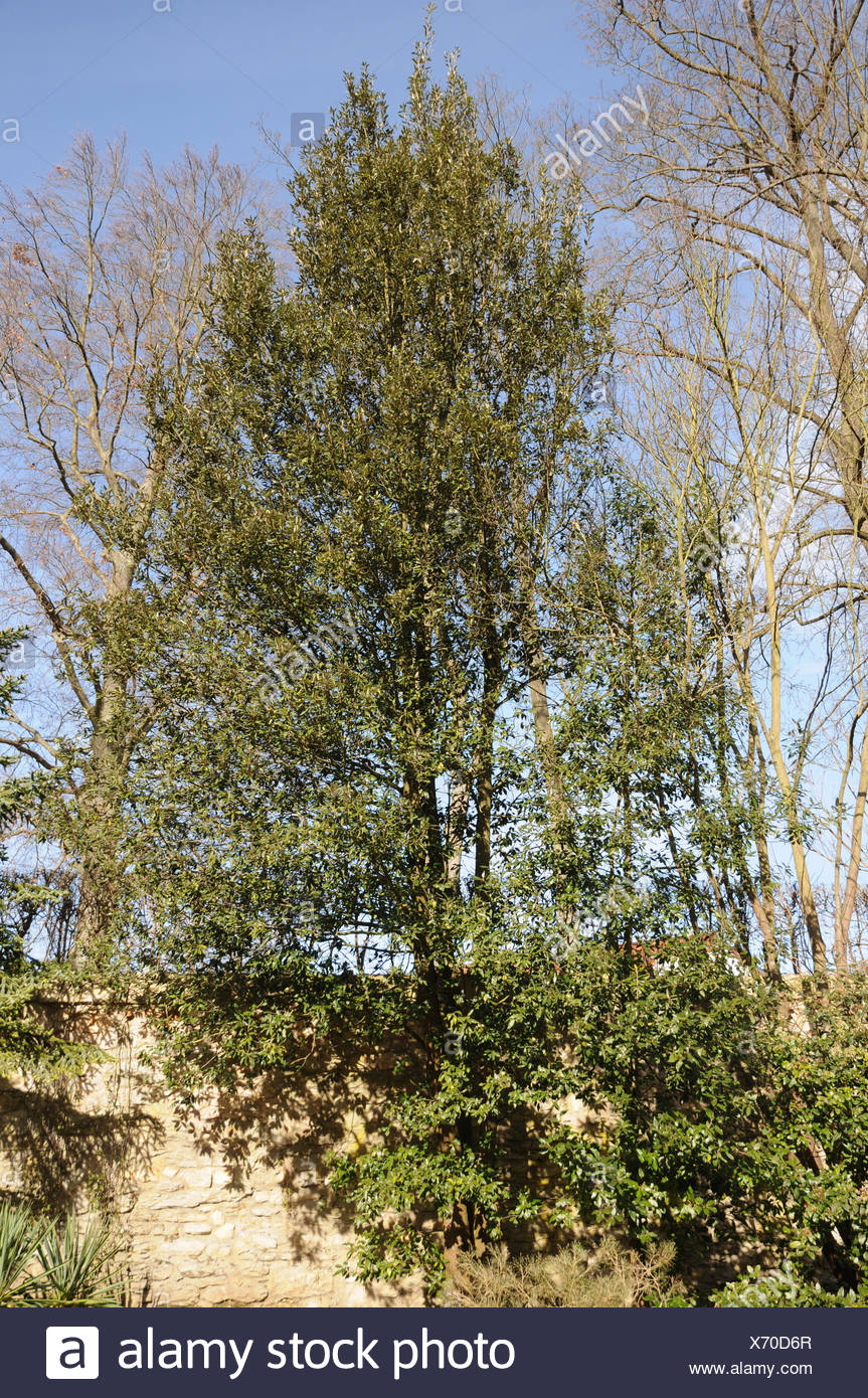 Holm Oak Leaf High Resolution Stock Photography and Images - Alamy