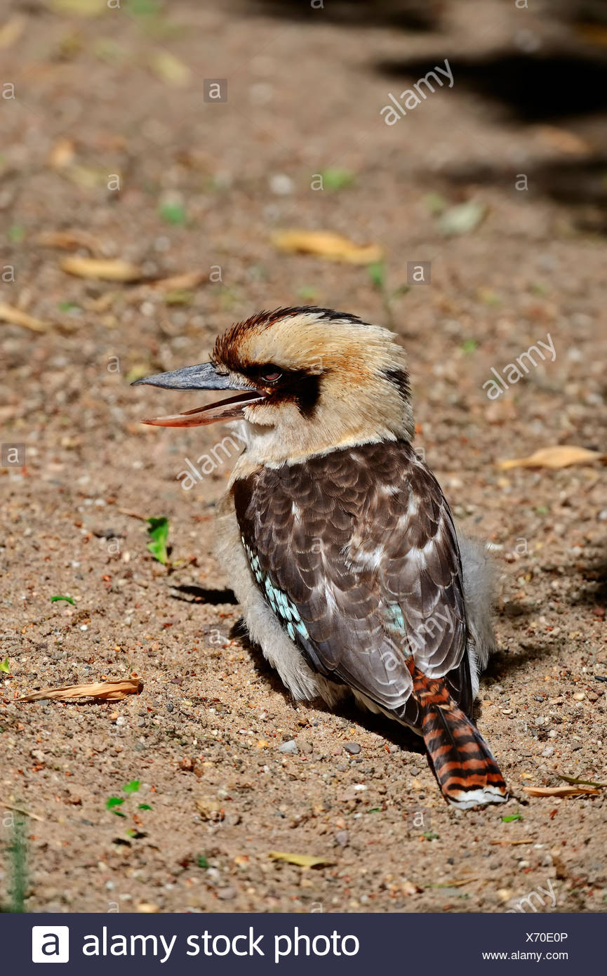 Dacelo Gigas High Resolution Stock Photography and Images - Alamy