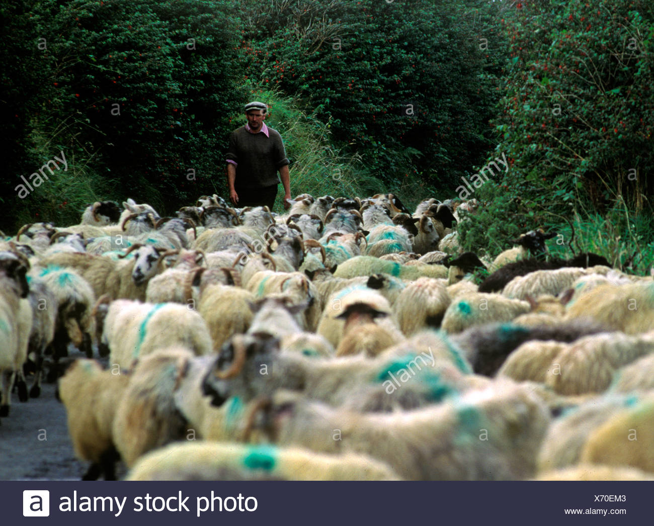 Irish Farmer Stock Photos & Irish Farmer Stock Images - Alamy
