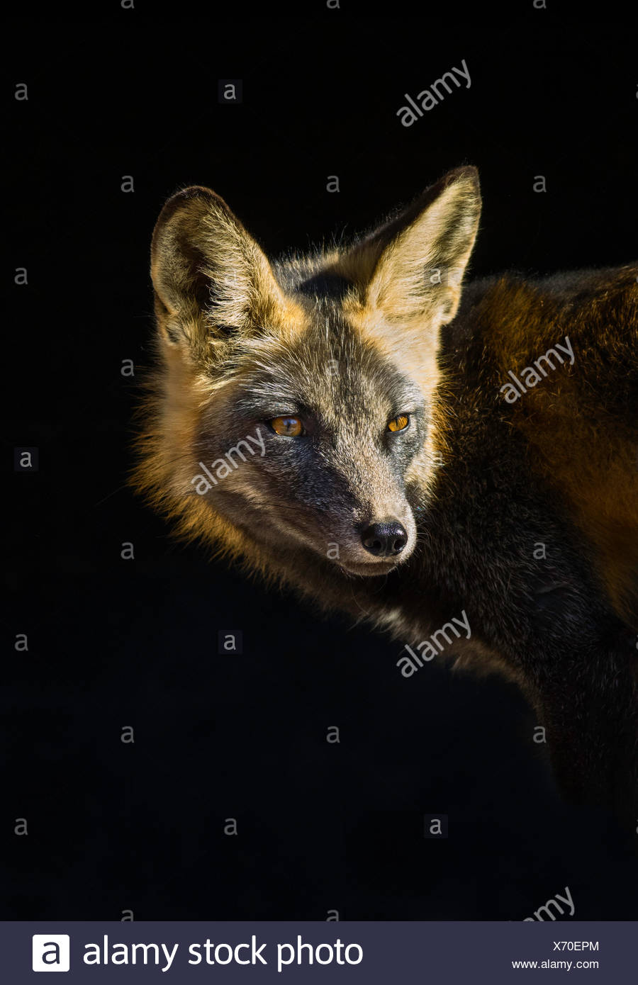 Cross Fox Vulpes Vulpes High Resolution Stock Photography and Images ...