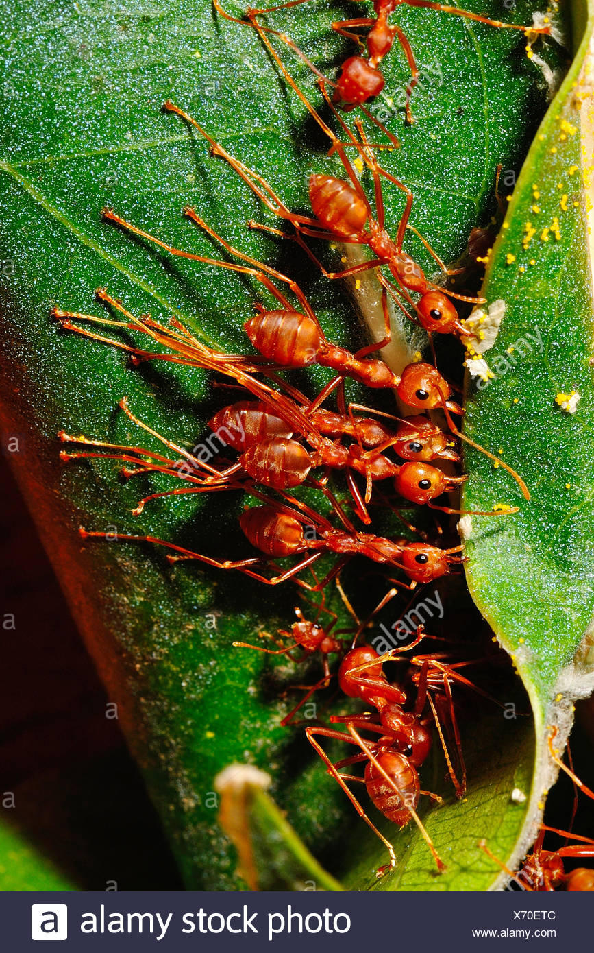 Orange Ant Stock Photos & Orange Ant Stock Images - Alamy